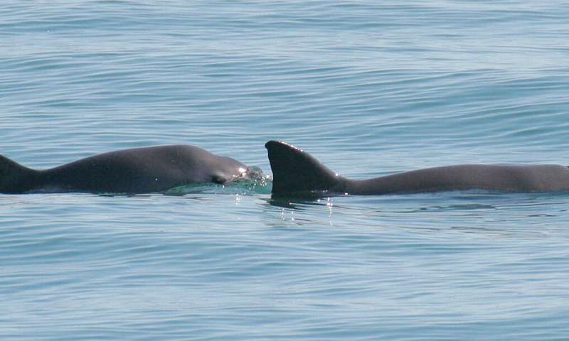 Endangered vaquita remain genetically healthy even in low numbers, new ...
