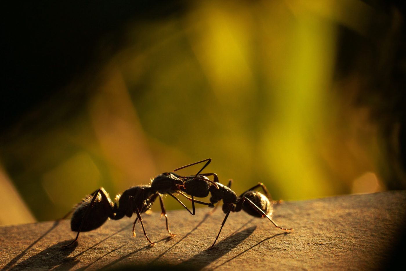 The complex organization of an ant colony - Tech and Science Post