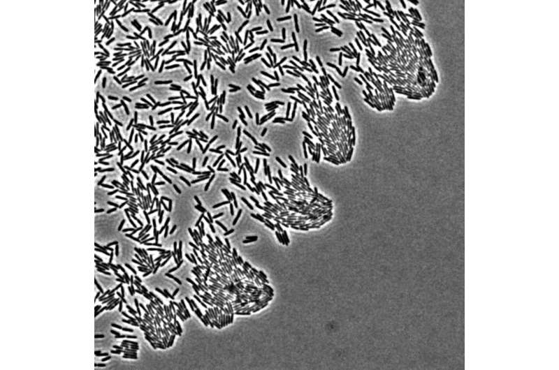 Bacteria navigate on surfaces using a 'sense of touch' - Tech and ...