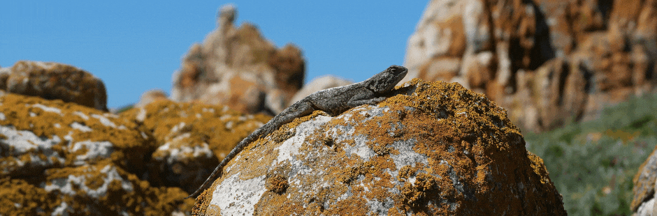 How resilient are different species to the effects of global warming ...