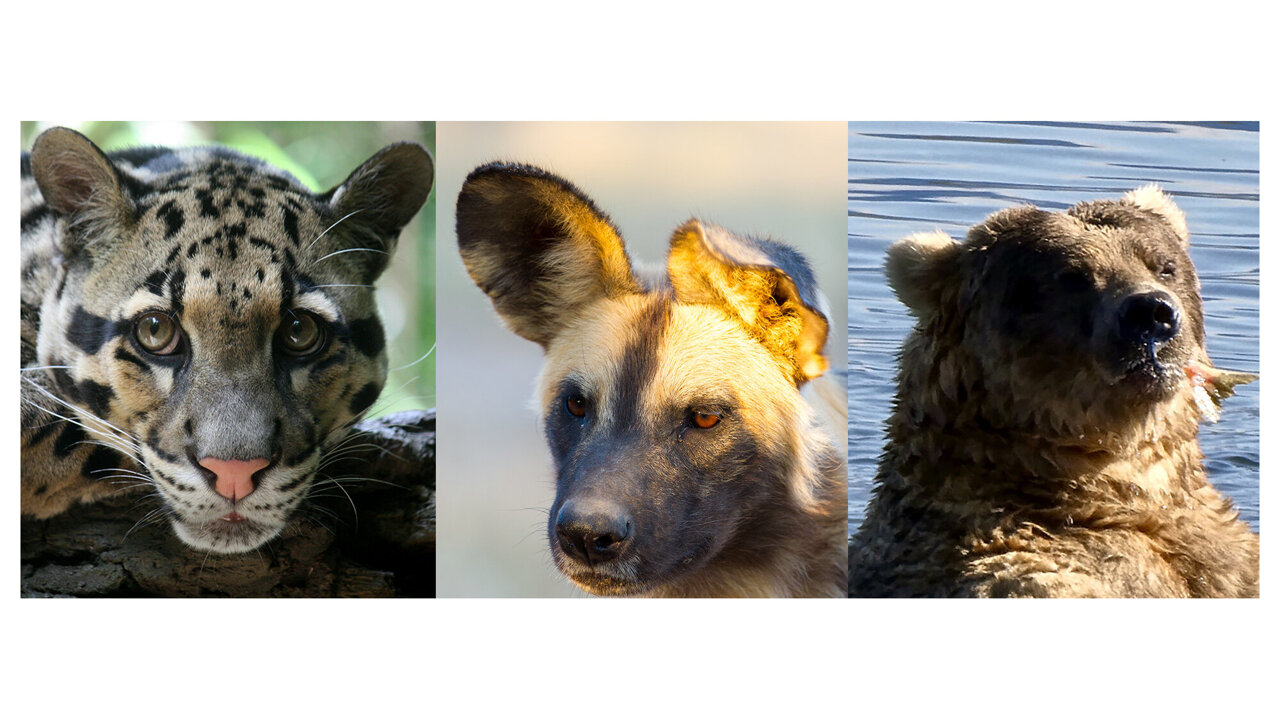 Sequencing puts carnivore chromosomes in context - Tech and Science Post