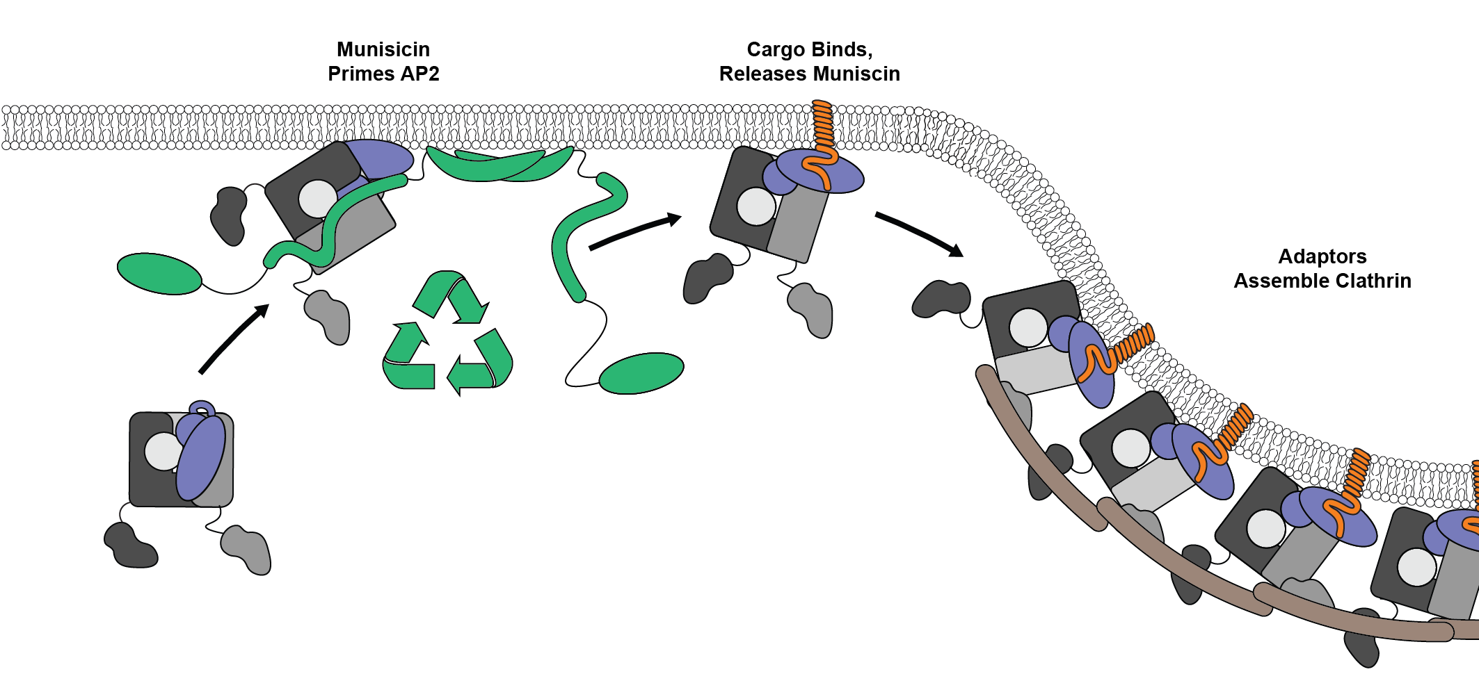 Checkpoints enable precision in cells' molecule intake - Tech and ...