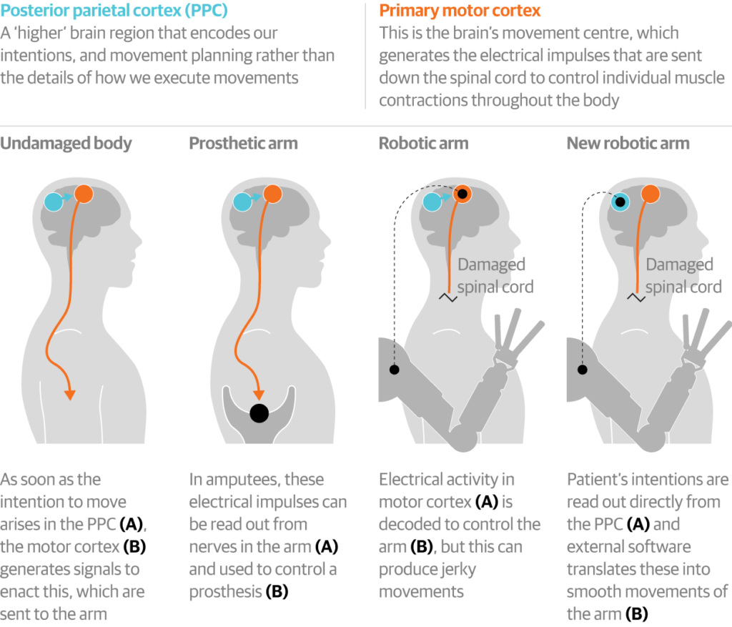 Decoding brain signals to control a robotic arm - Tech and Science Post