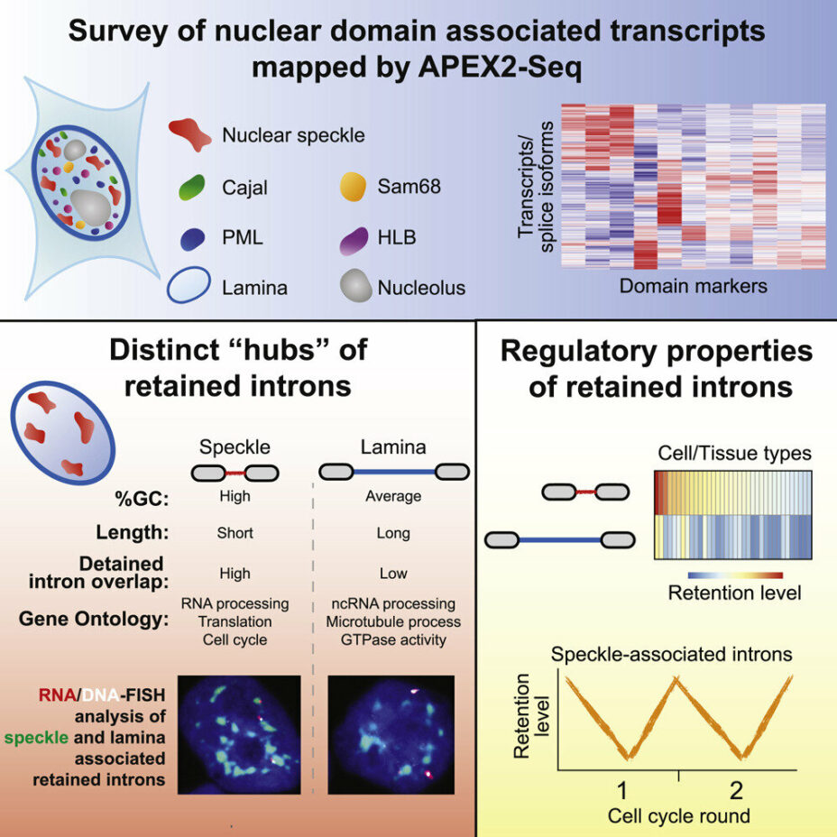 RNA map of the mammalian cell nucleus reveals new insights into gene ...