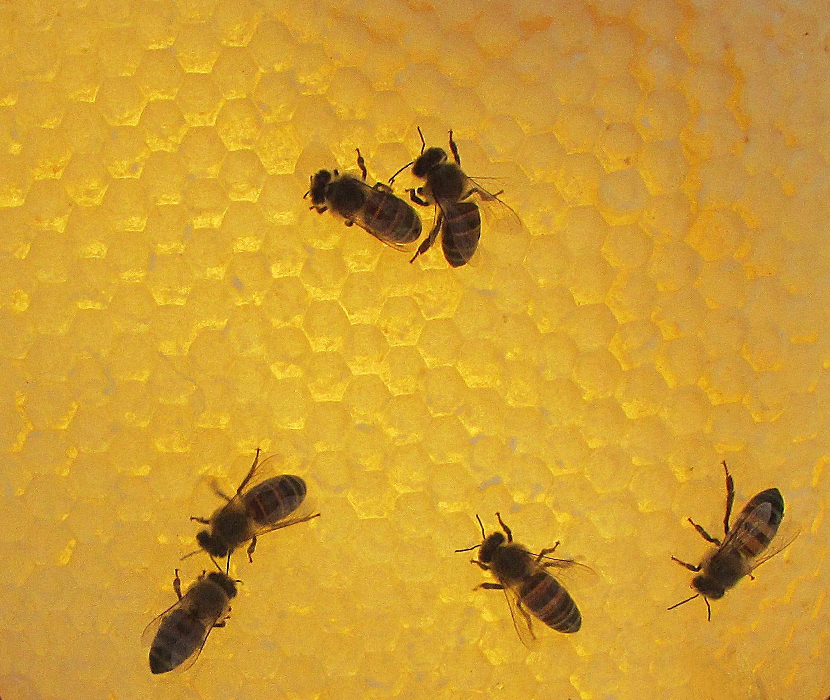 Native parasite thrives alongside its bee host - Tech and Science Post