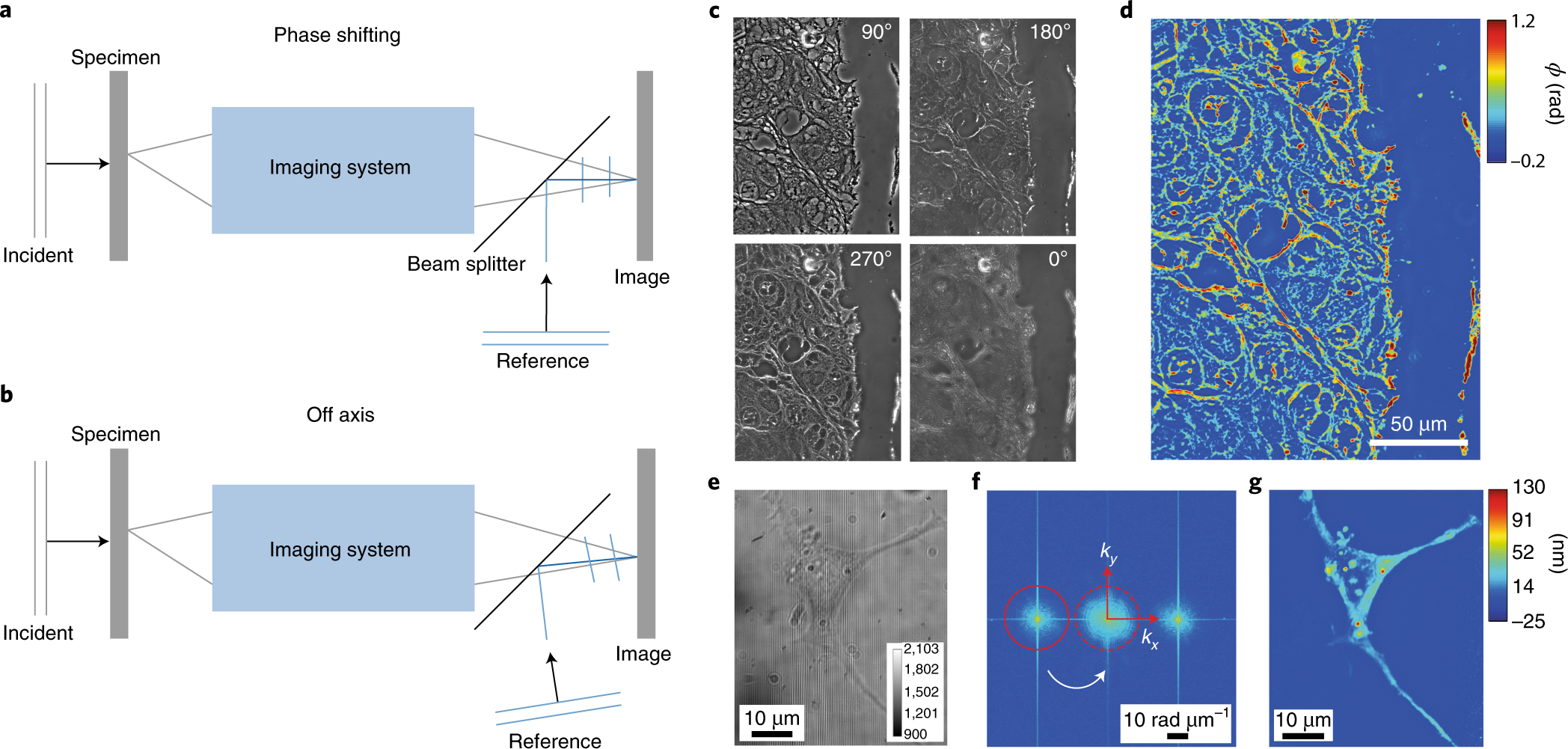 All-optical phase recovery and quantitative phase imaging performed ...