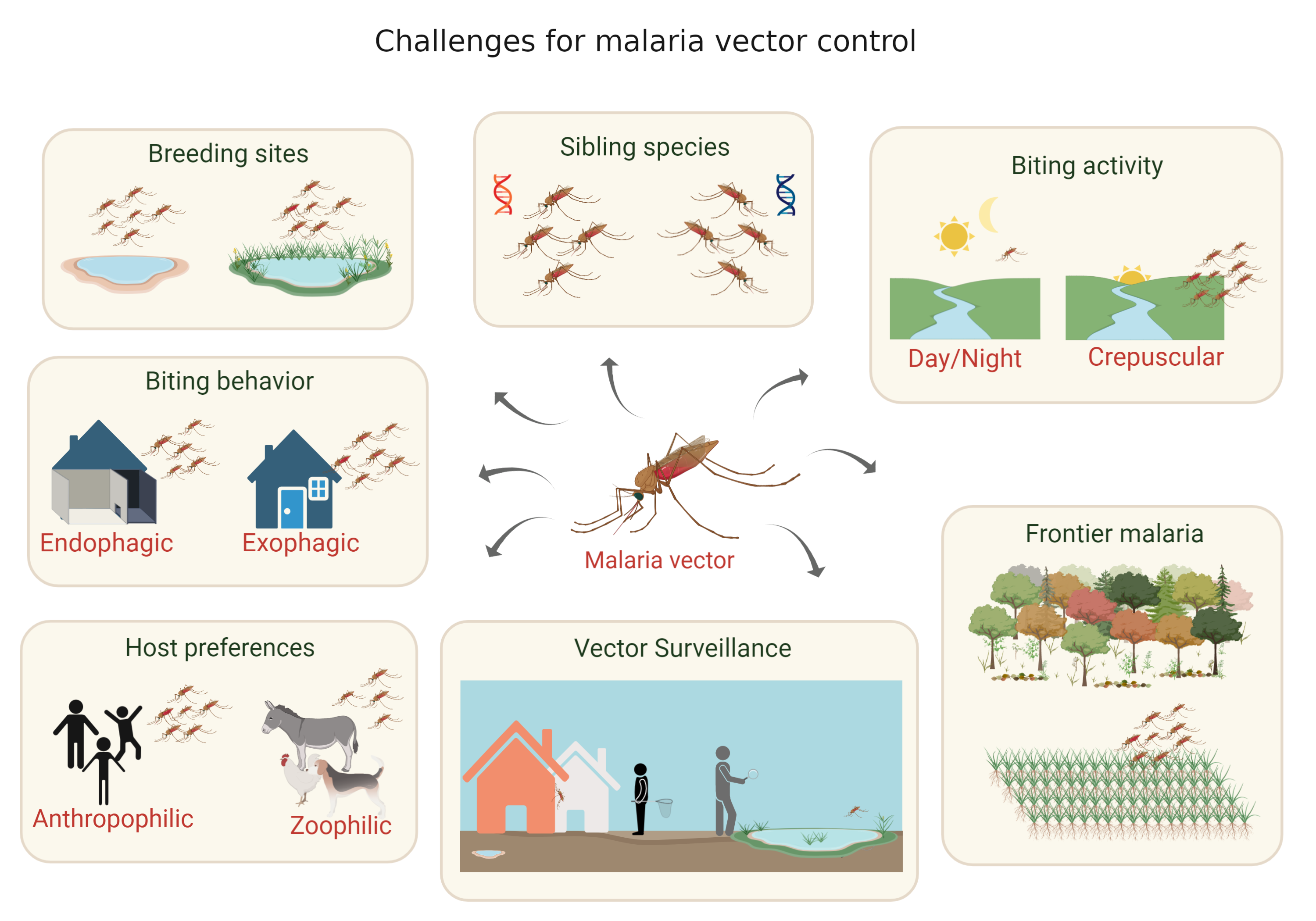 Potential roadmap to removing mosquitos' ability to transmit malaria ...