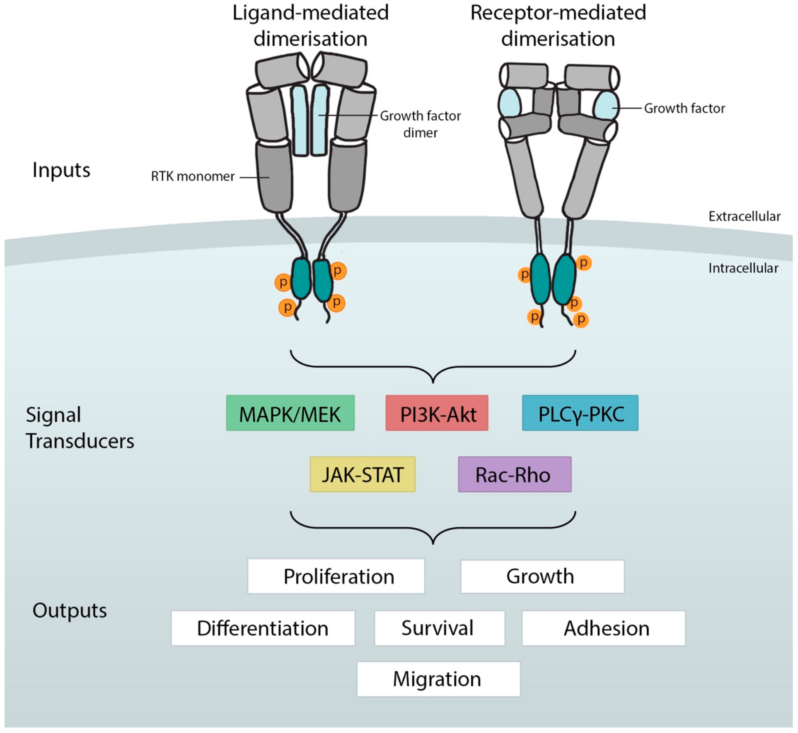 How a shape-shifting receptor influences cell growth - Tech and Science ...
