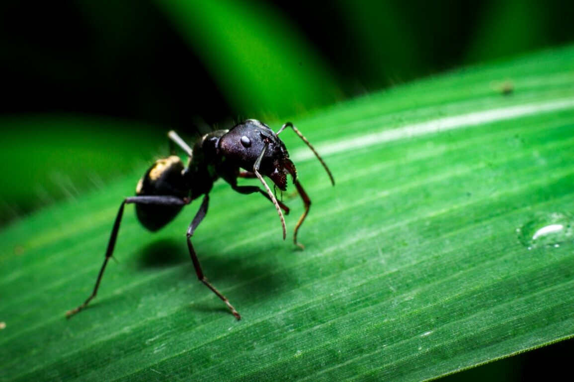 How ballistic trap-jaw ants prevent self-destruction with a perfect ...