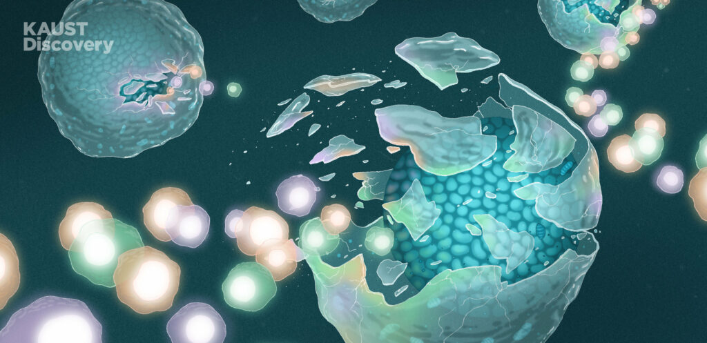 Cells regulating blood stem cell maintenance are diverse and conserved ...