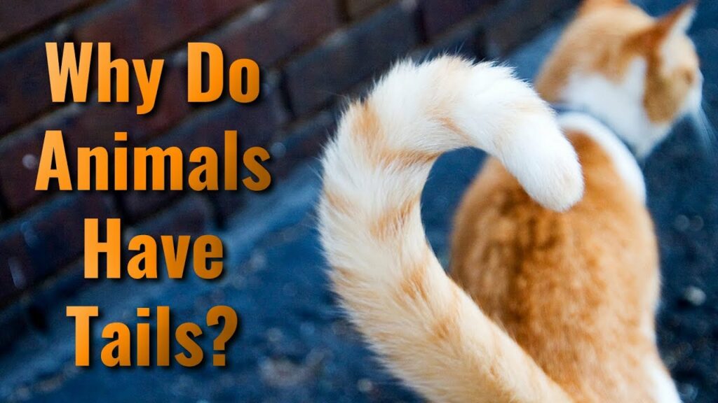 Why do animals have tails? - Tech and Science Post