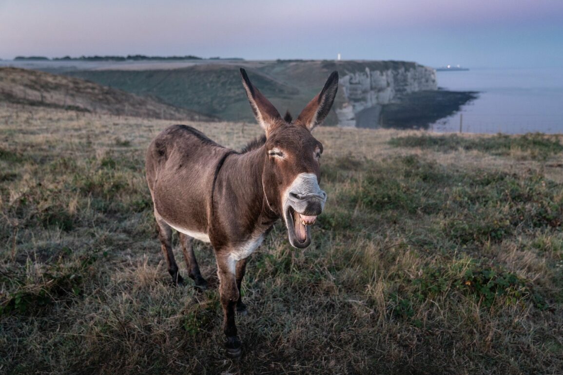 The origins of donkey domestication - Tech and Science Post