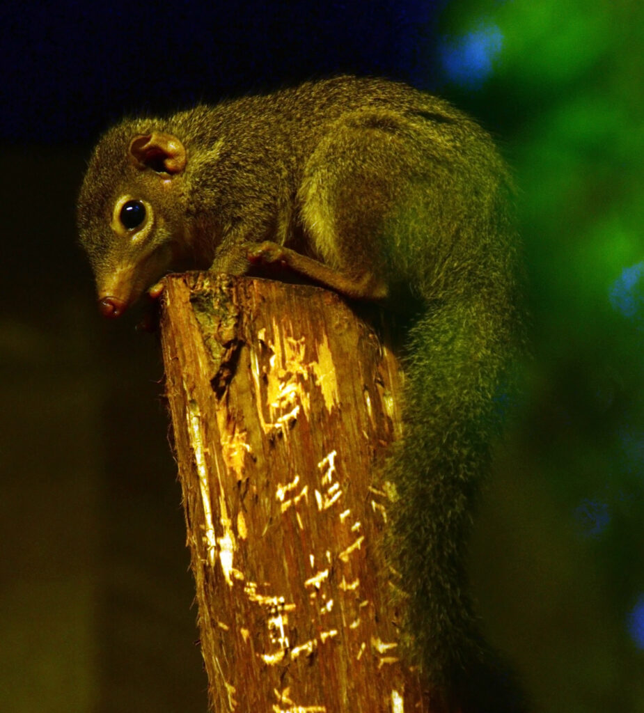 An ecological rule breaker shows the effects of climate change on body ...