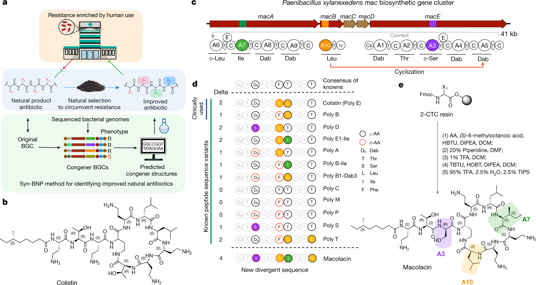 Developing antibiotics that target multiple-drug-resistant bacteria ...