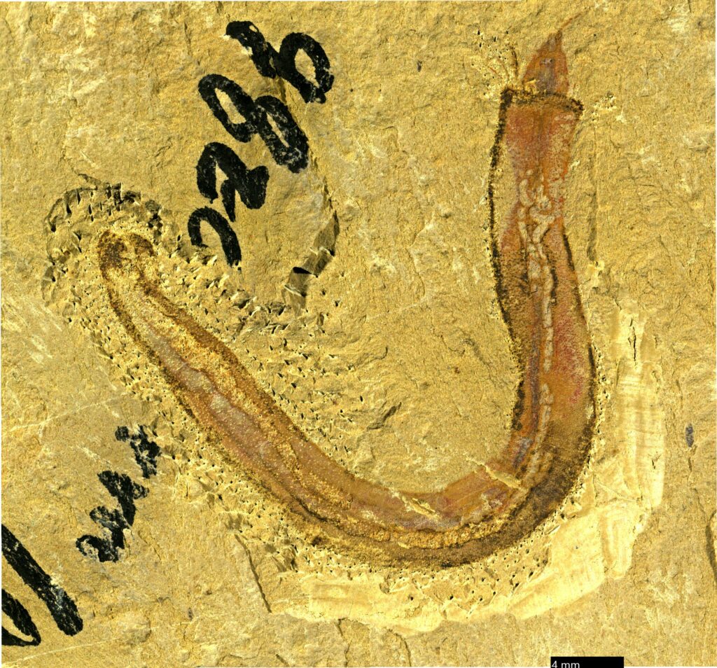 Ancient fossils shed new light on evolution of sea worm - Tech and ...