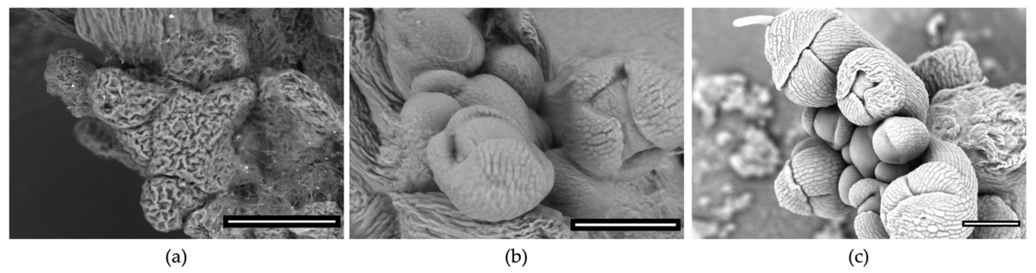 An interdisciplinary solution for enhanced high-resolution imaging in ...