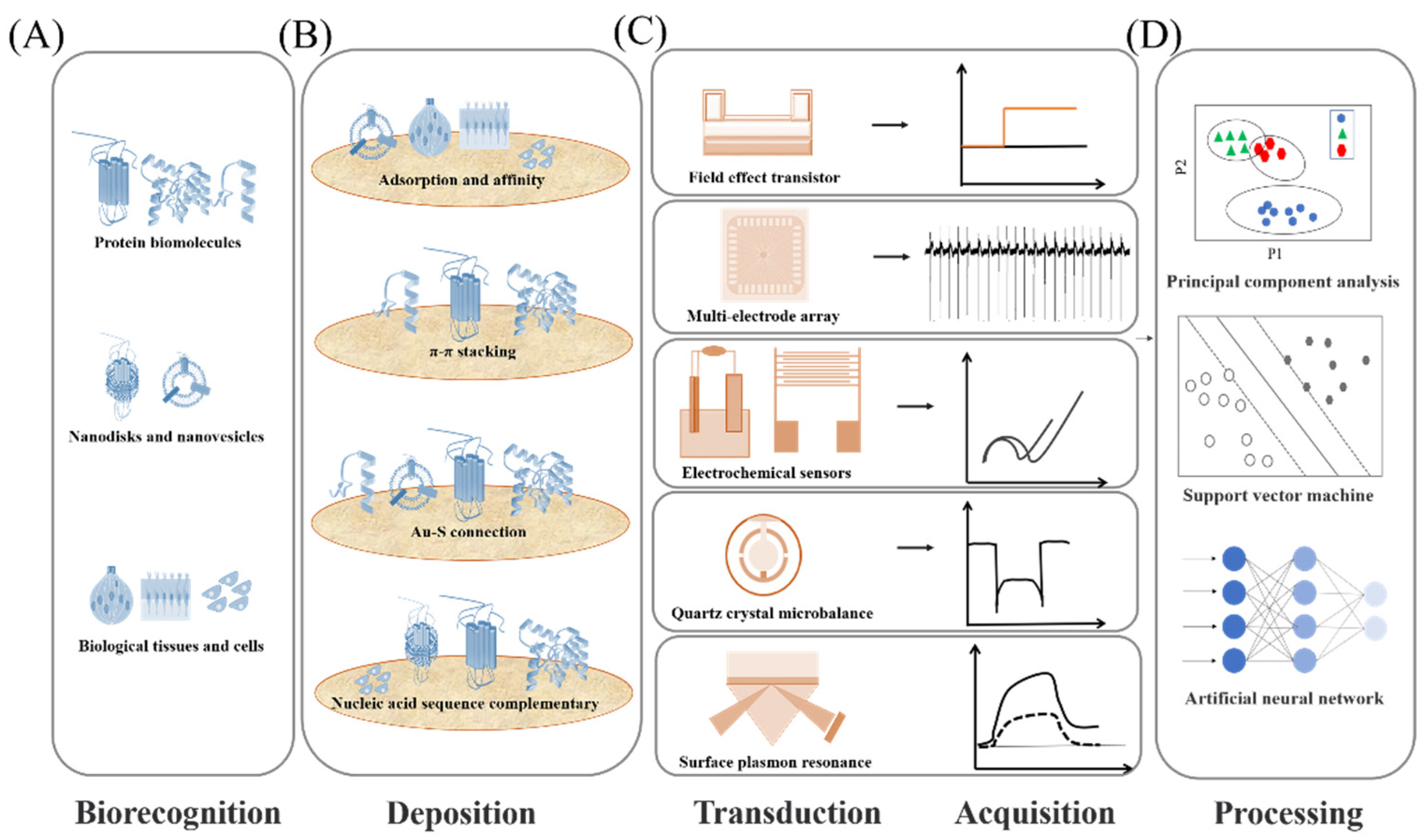 Development Of Biosensor For Real Time Detection Of The G Protein