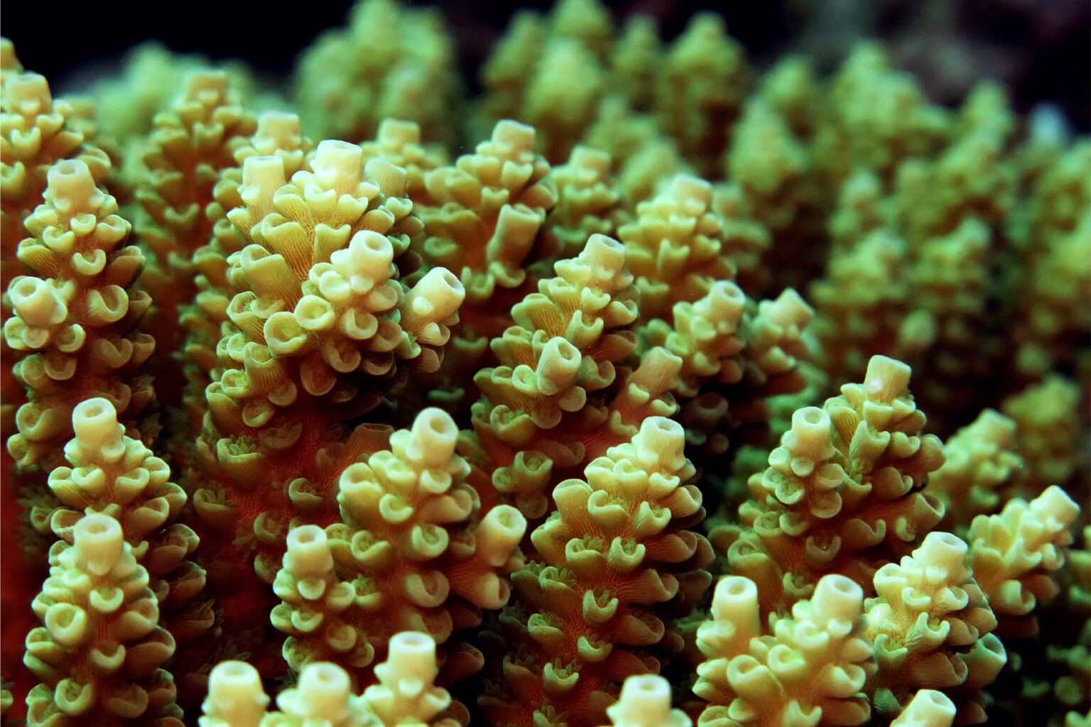 Discovery of clusters of two types of bacteria in the tentacles of ...