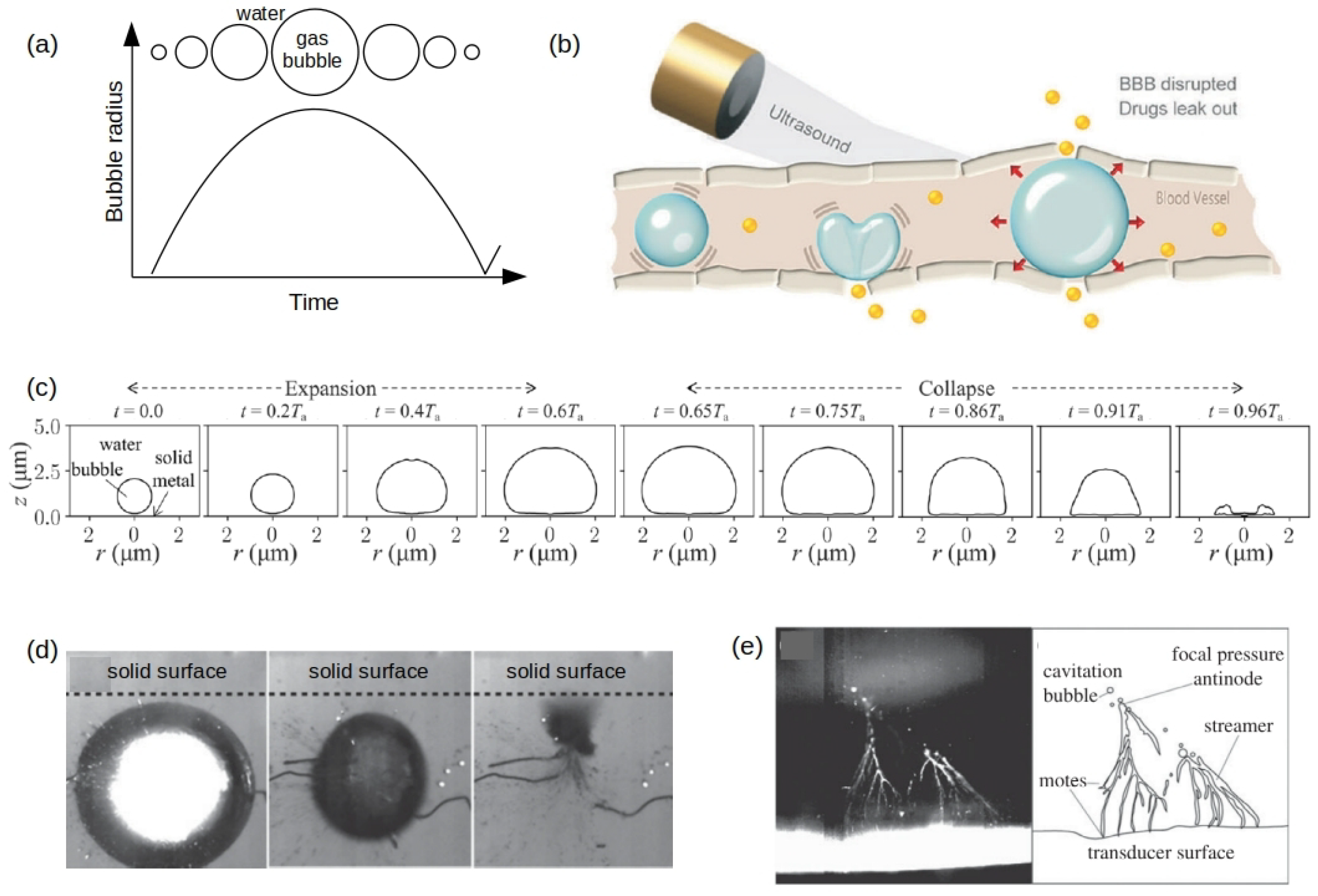 Examining The Propagation Of Ultrasonic Waves Through Liquids Containing Encapsulated Bubbles