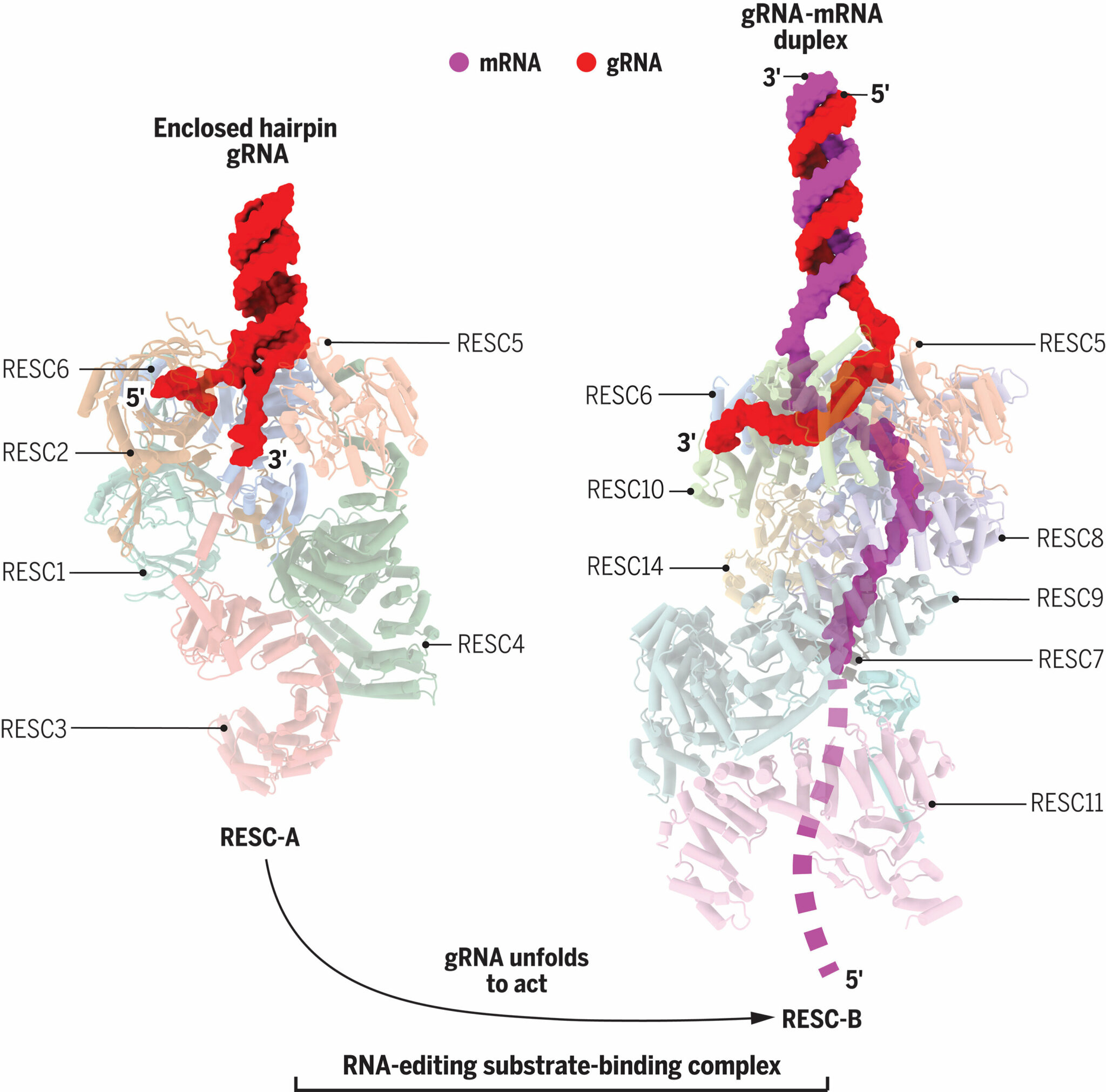 Molecular Biologists Identify Framework For Understanding Rna Editing In A Disease Causing
