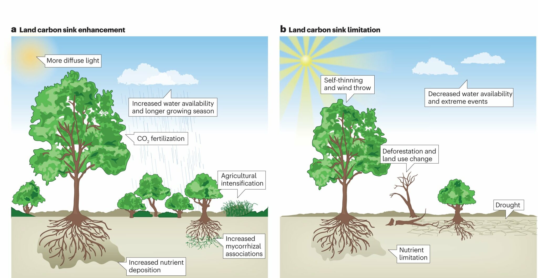 Terrestrial ecosystems can significantly offset human carbon emissions ...