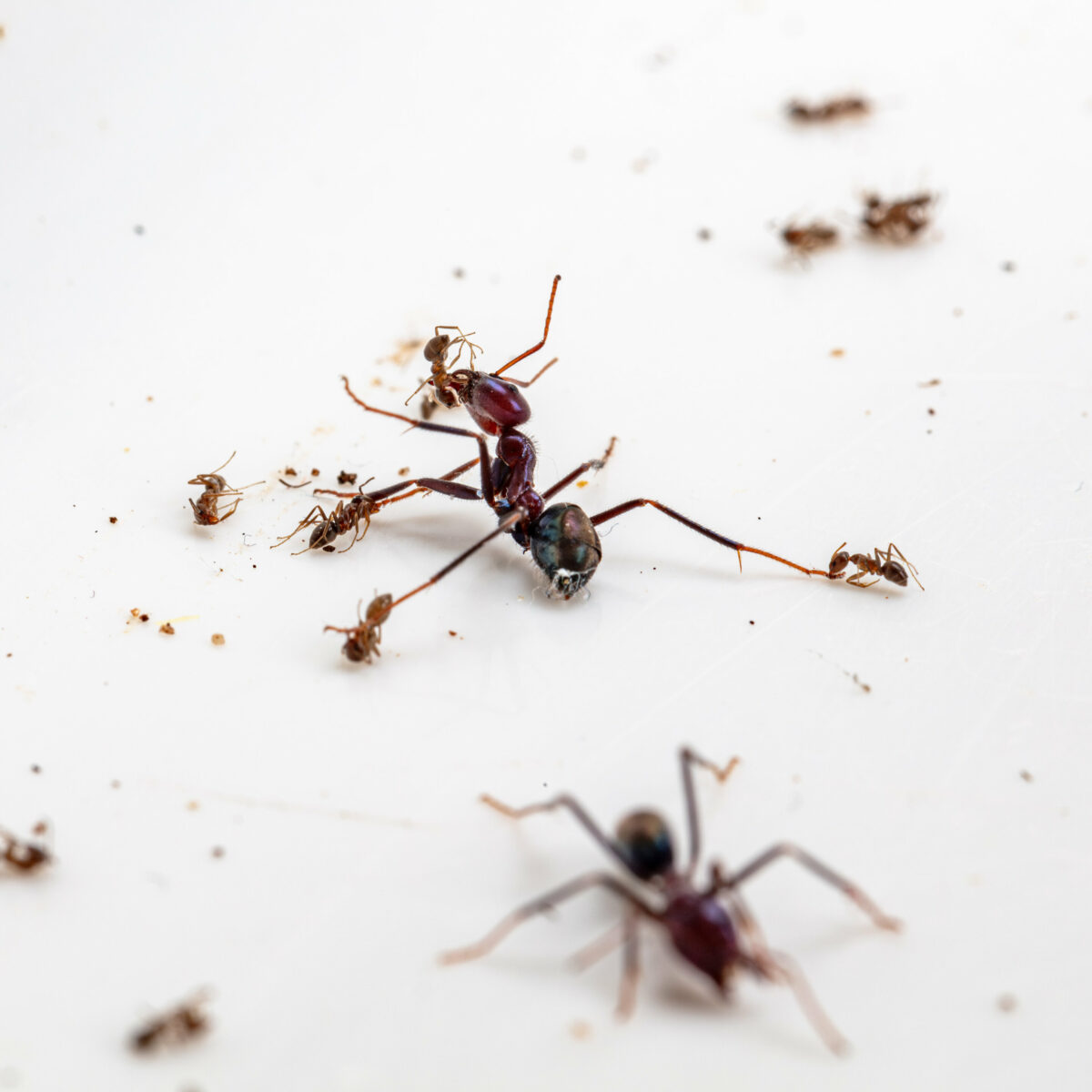 Ant wars: How native species can win the battle over invasive pests ...