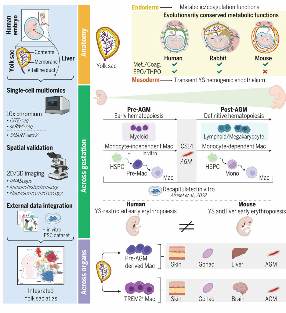 Multiple organ functions of the yolk sac revealed by early human ...