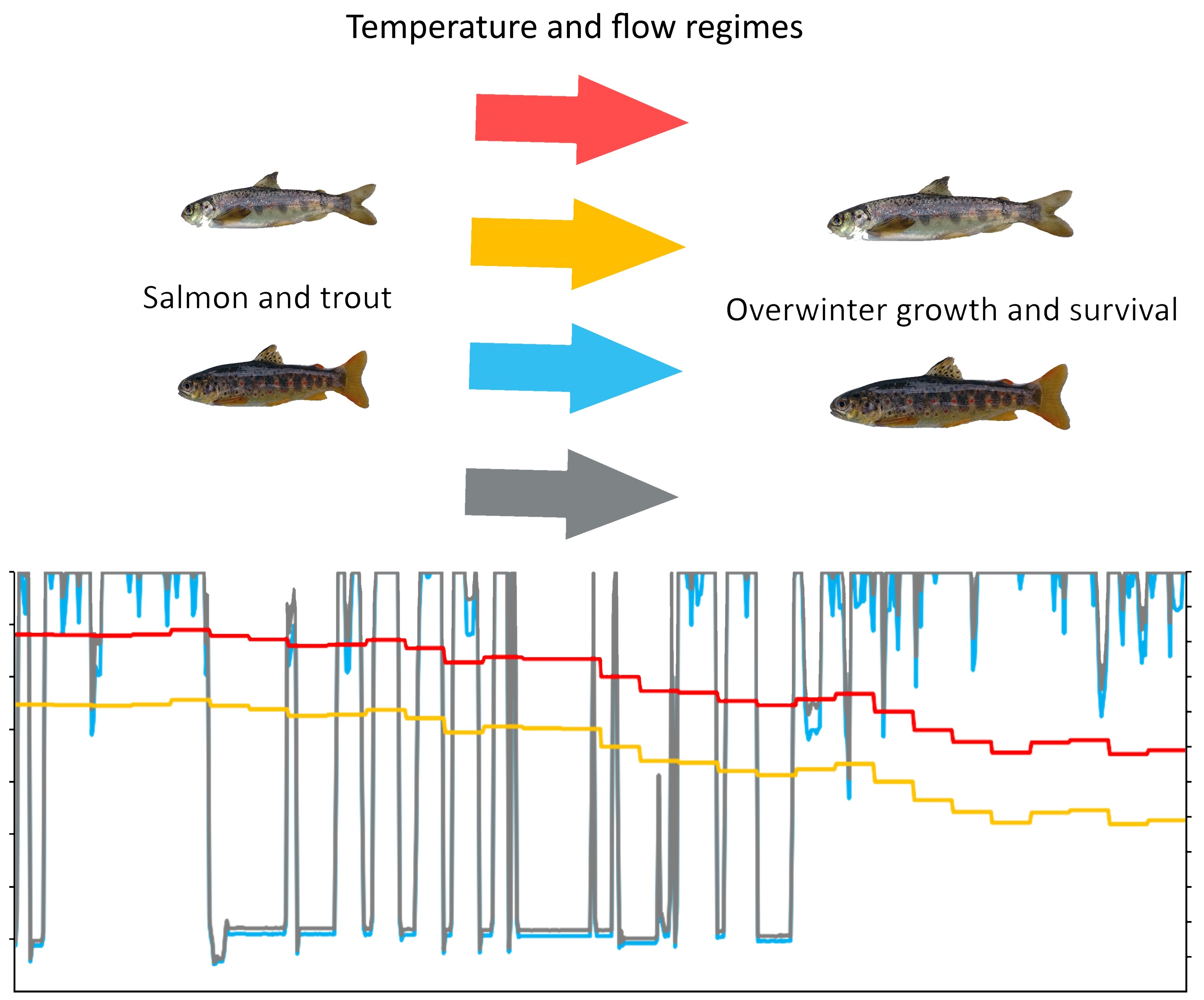 Warming oceans and rivers cause genomic changes in fish, scientists ...