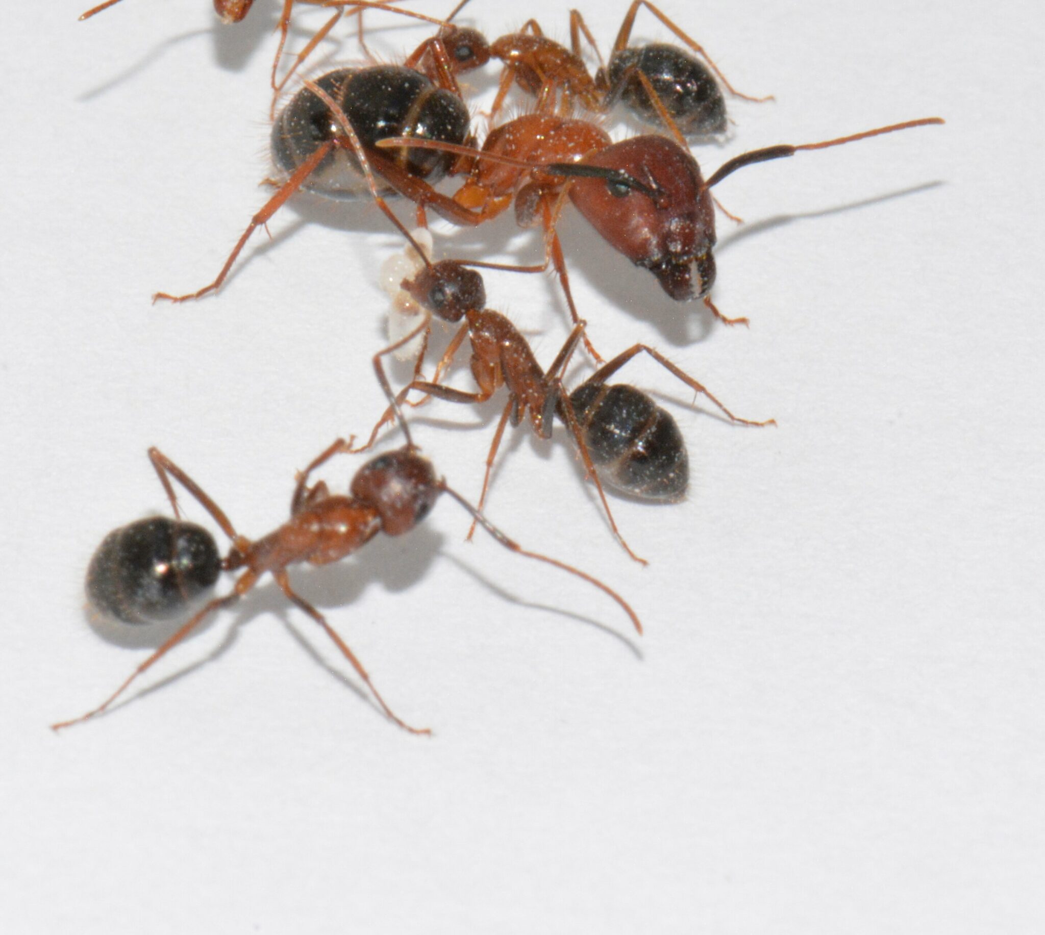 Blood-brain barrier governs ant behavior by altering hormone levels ...
