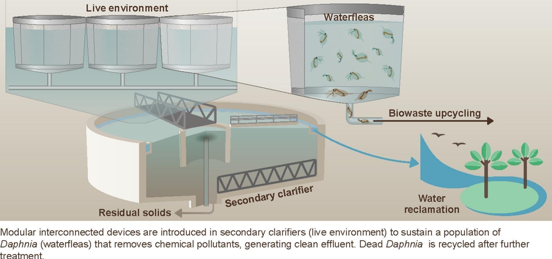 Water fleas may hold key to cleaner environment and better human health ...