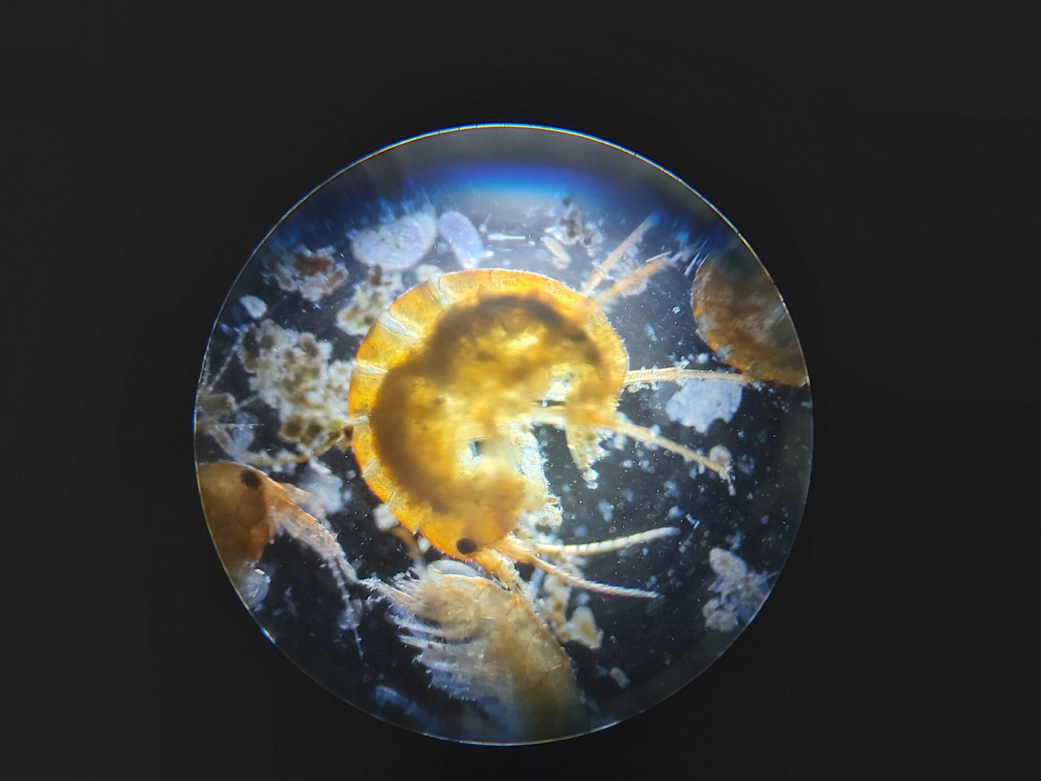 In an ancient hot spring haunt of Inca rulers, scientists discover a ...