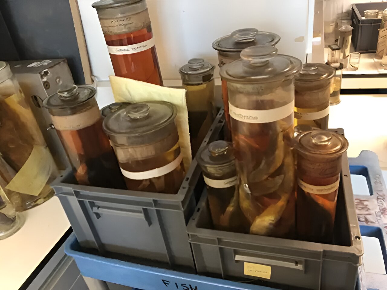 Officially extinct fish is alive and well, according to DNA analyses ...