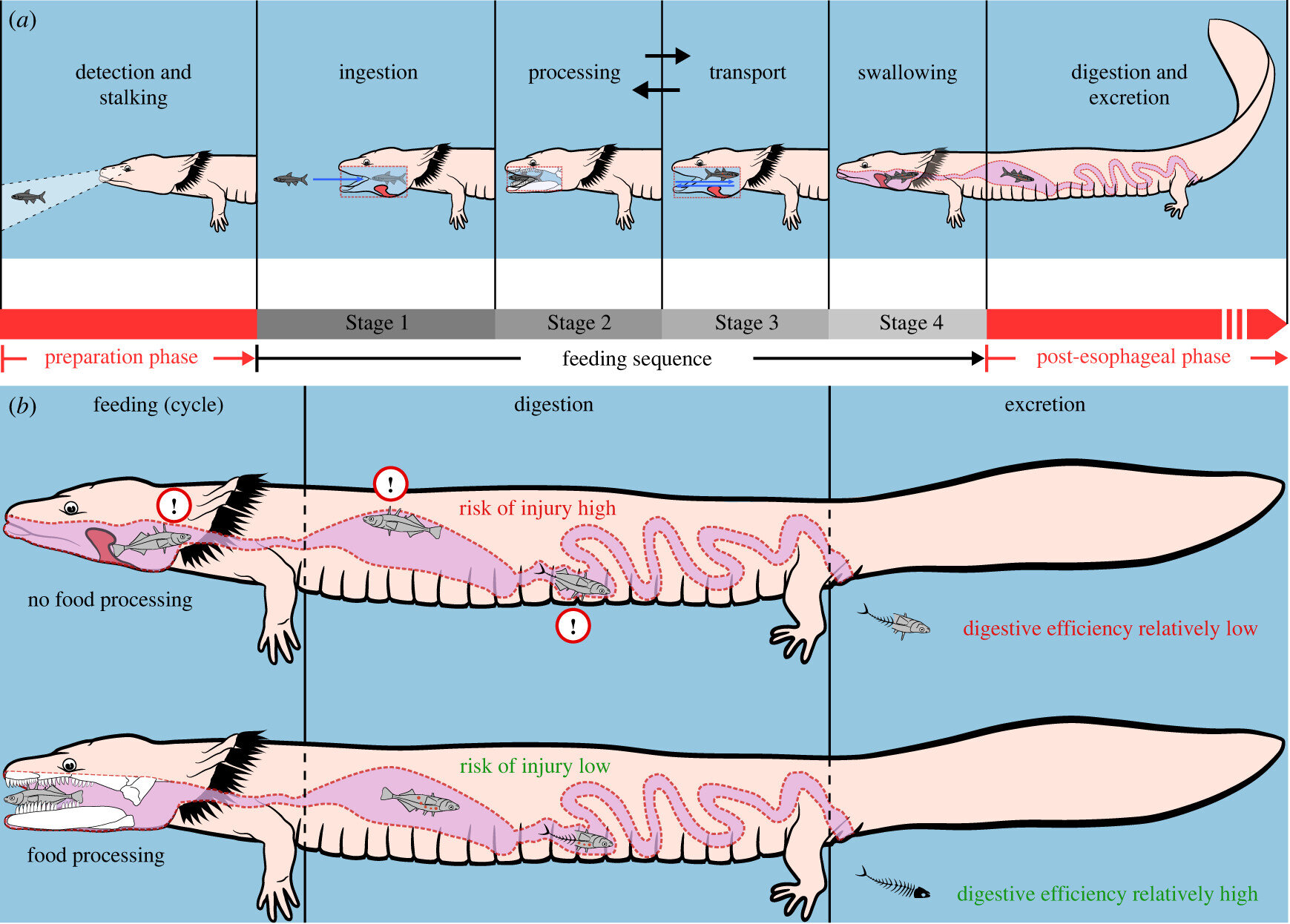 Study of modern salamanders provides clues to the feeding behavior of ...