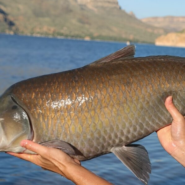 Study uncovers hundred-year lifespans for three freshwater fish species ...