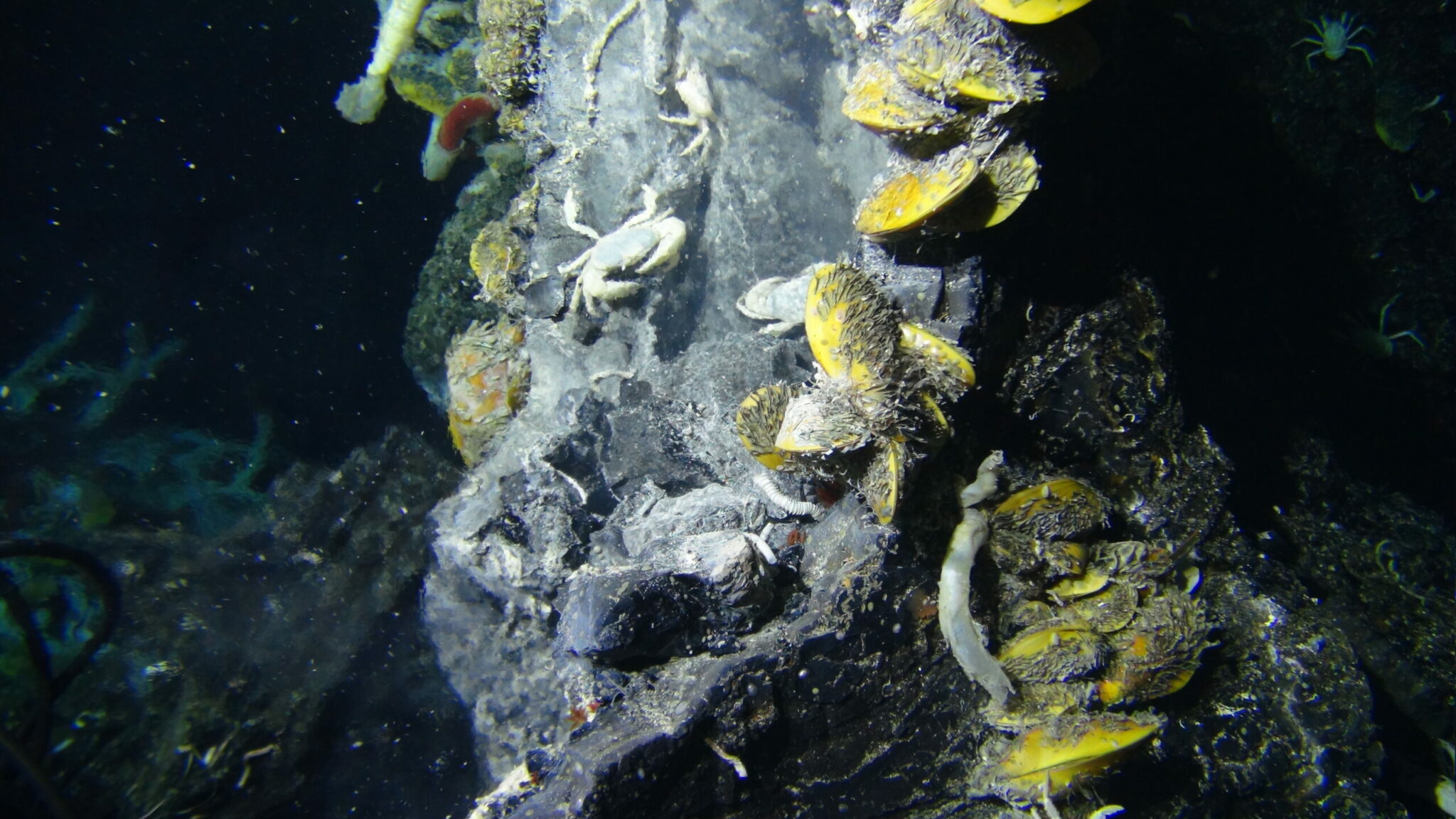 A new bacterial species from a hydrothermal vent throws light on ...