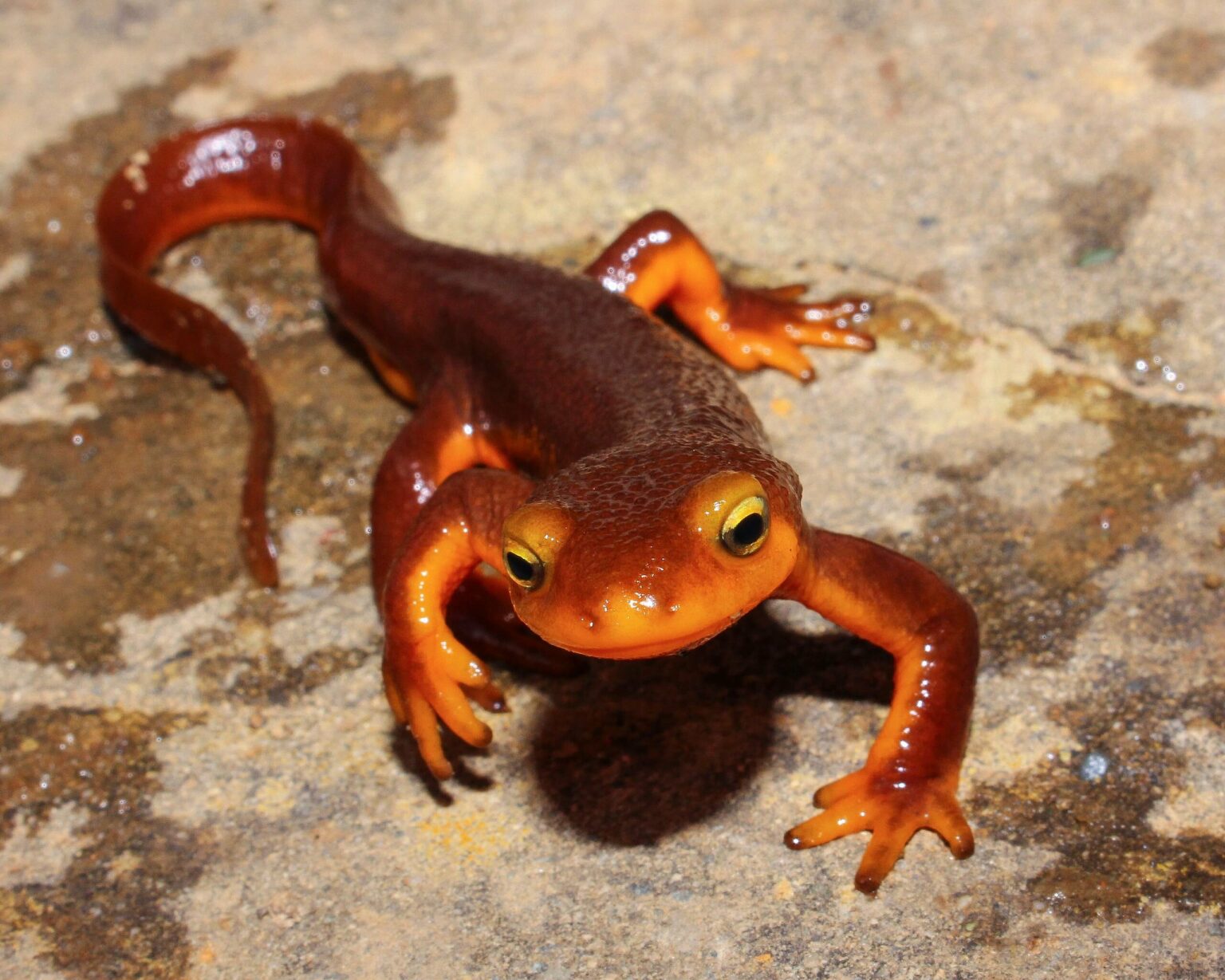 Female toxin-producing newts are surprisingly more poisonous than males ...