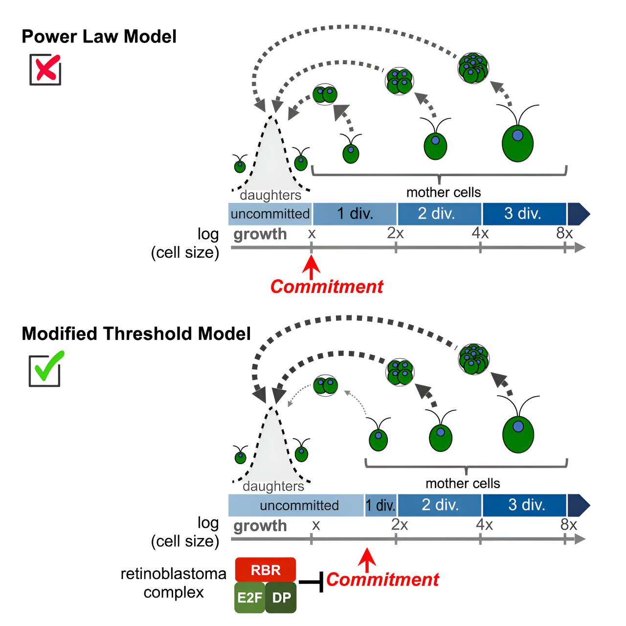 How green algae count cell divisions illuminates key step needed for ...