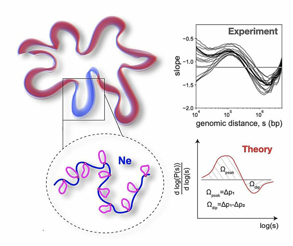 Physicists model chromosome folding, reveal how loops affect spatial ...