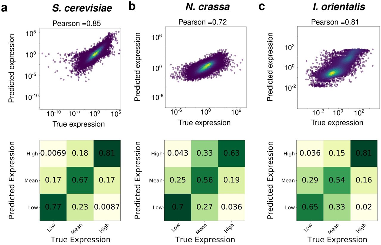 Predicting The Response Of Fungal Genes Using A New Machine Learning Approach Tech And Science