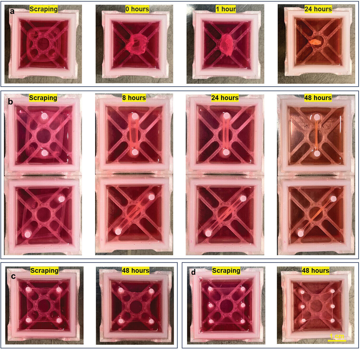Scientists invent new method to regenerate muscle tissue - Tech and ... Scientists invent new method to regenerate muscle tissue - Tech and ...