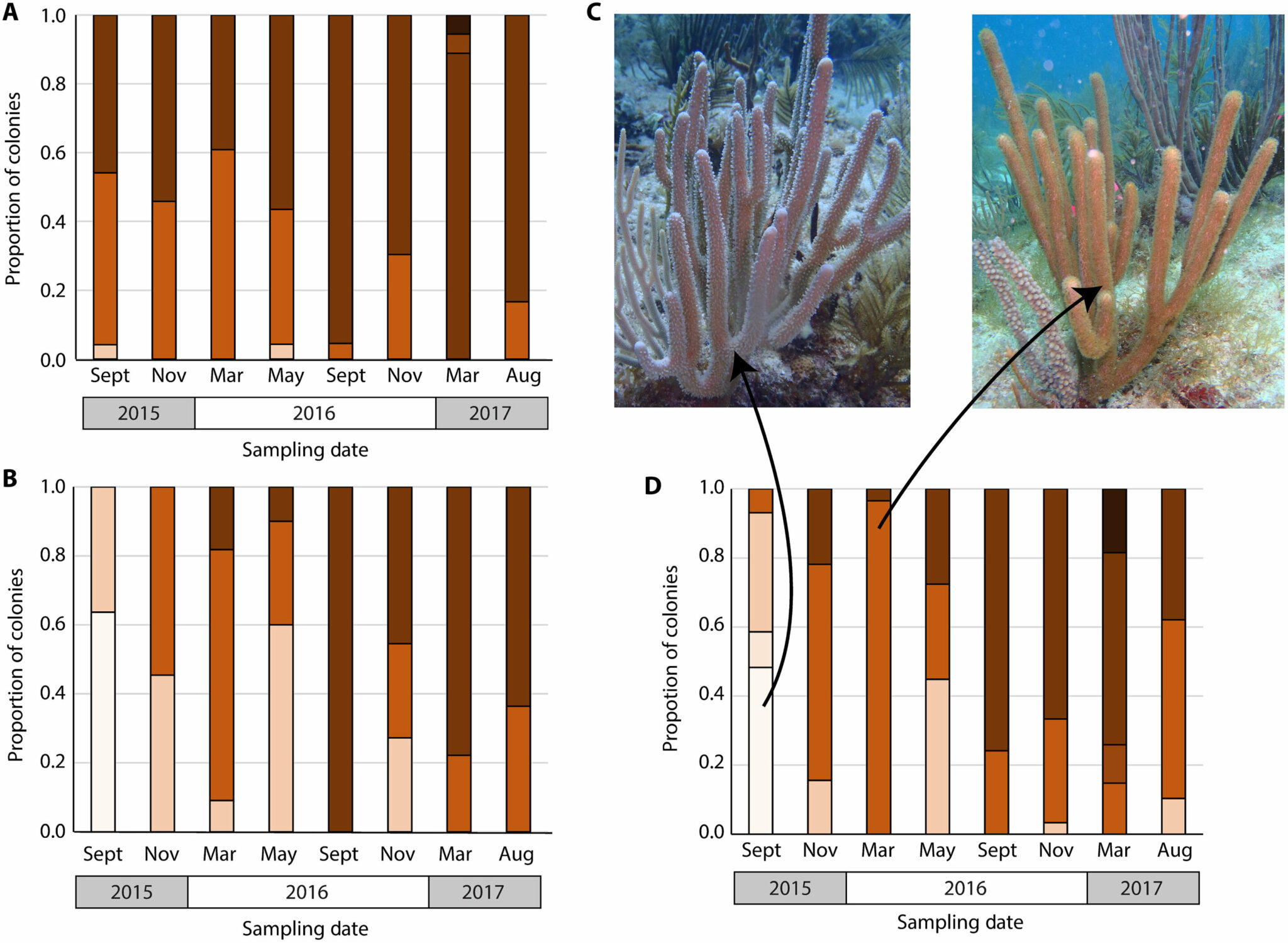 Study identifies key algae species helping soft corals survive warming oceans - Tech and Science ...
