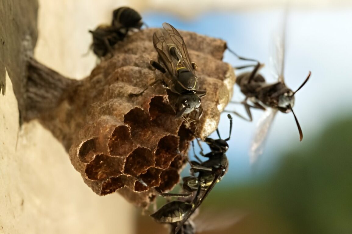 Biopesticide is harmless to mammals but can wipe out colonies of wasps ...