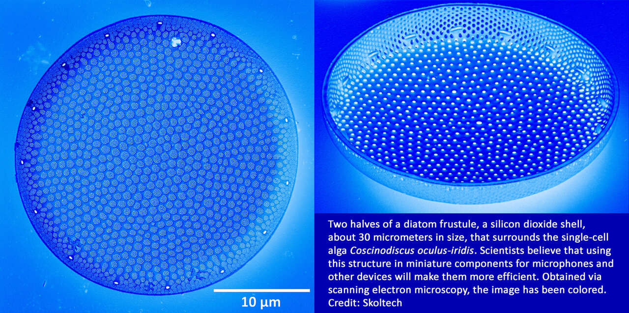 Glassy shell of microscopic algae inspires tiny ultrasound detectors ...