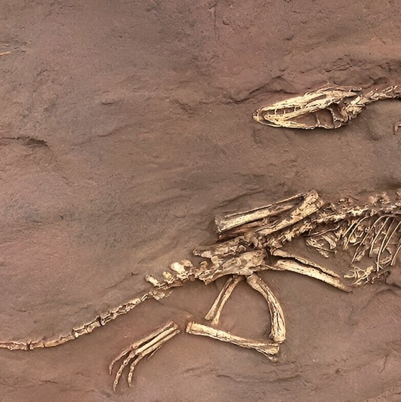 Research pieces ancient ecosystems together to reveal new details about ...