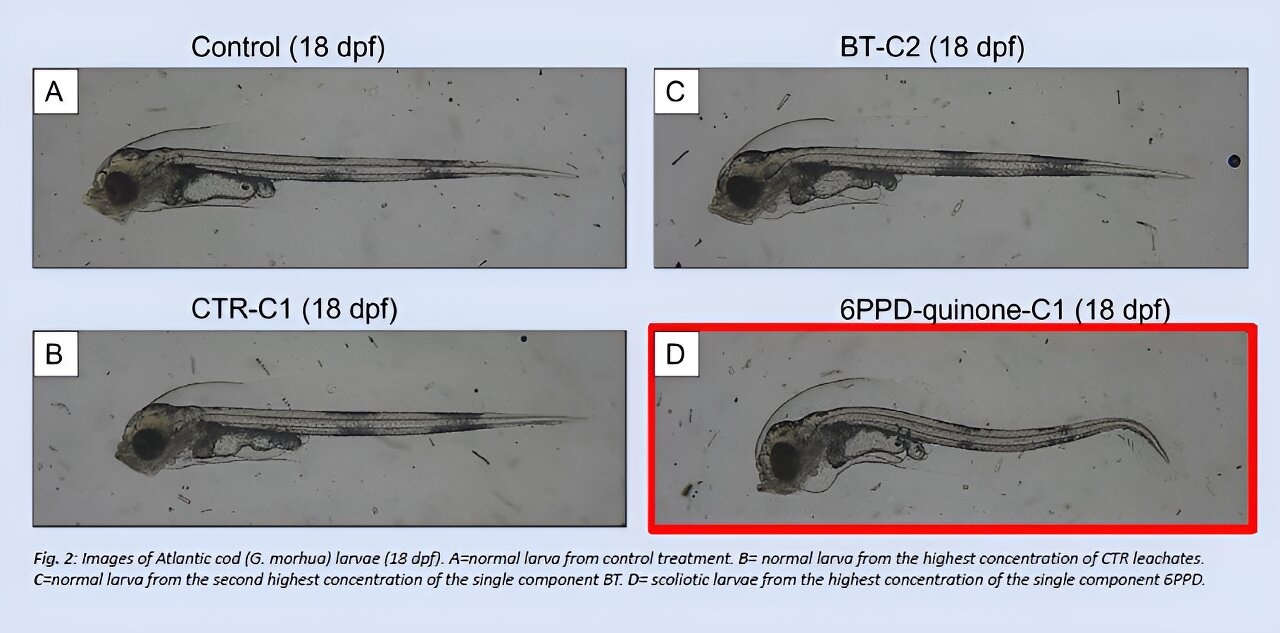 Researchers surprised at levels of toxicity in standard plastic ...