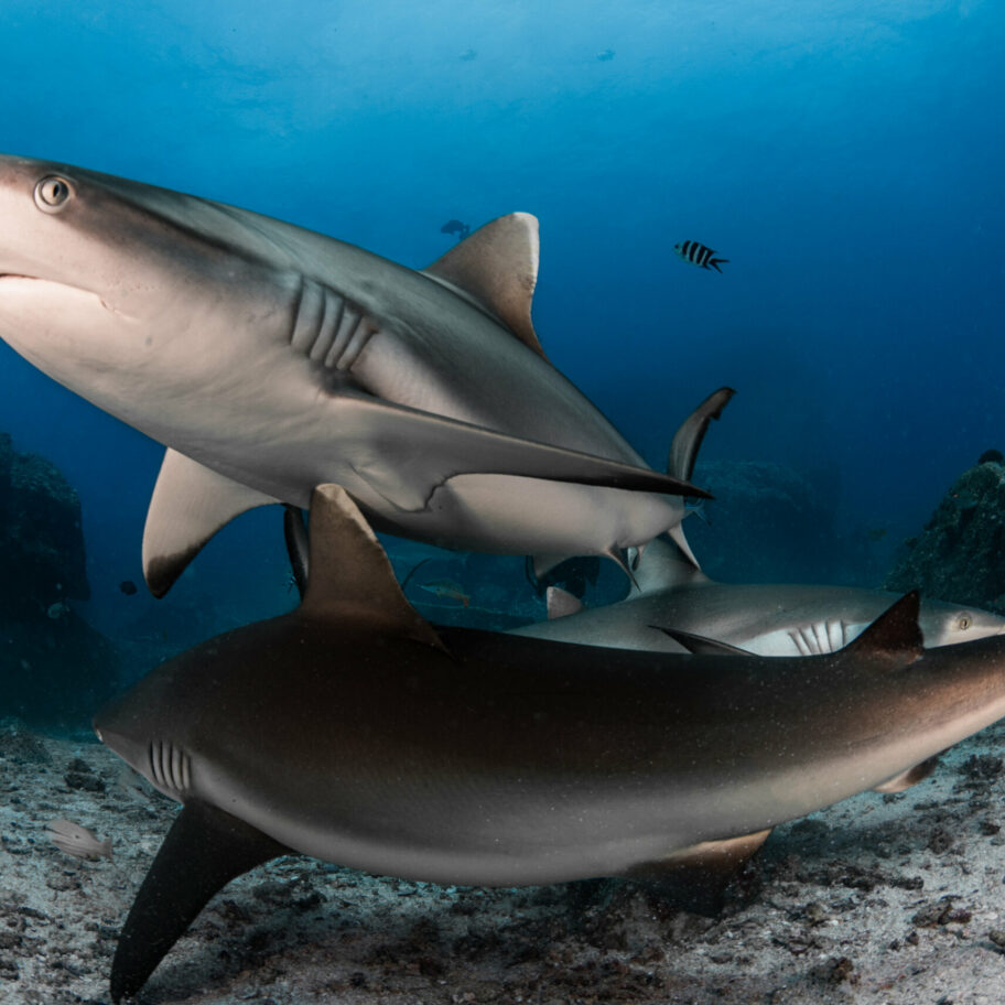 Resting gray reef sharks change what we know about how they breathe ...