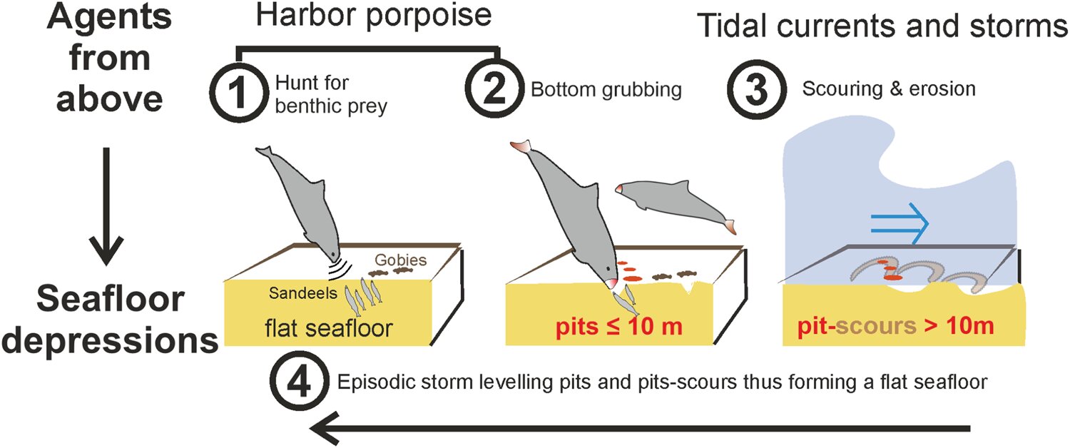 Study shows how vertebrates shape the North Sea seafloor - Tech and ...