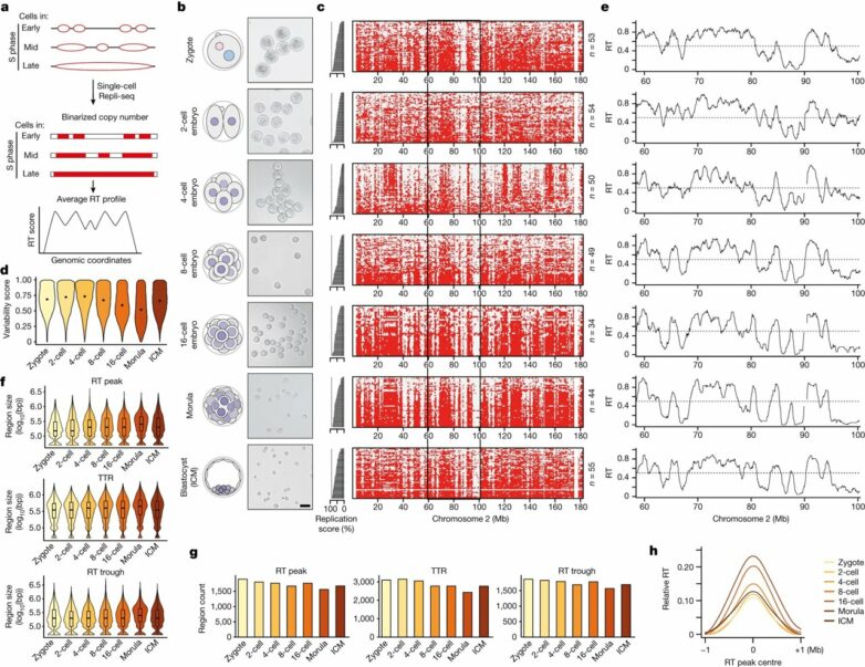 Team discovers relationship between DNA replication timing and how ...