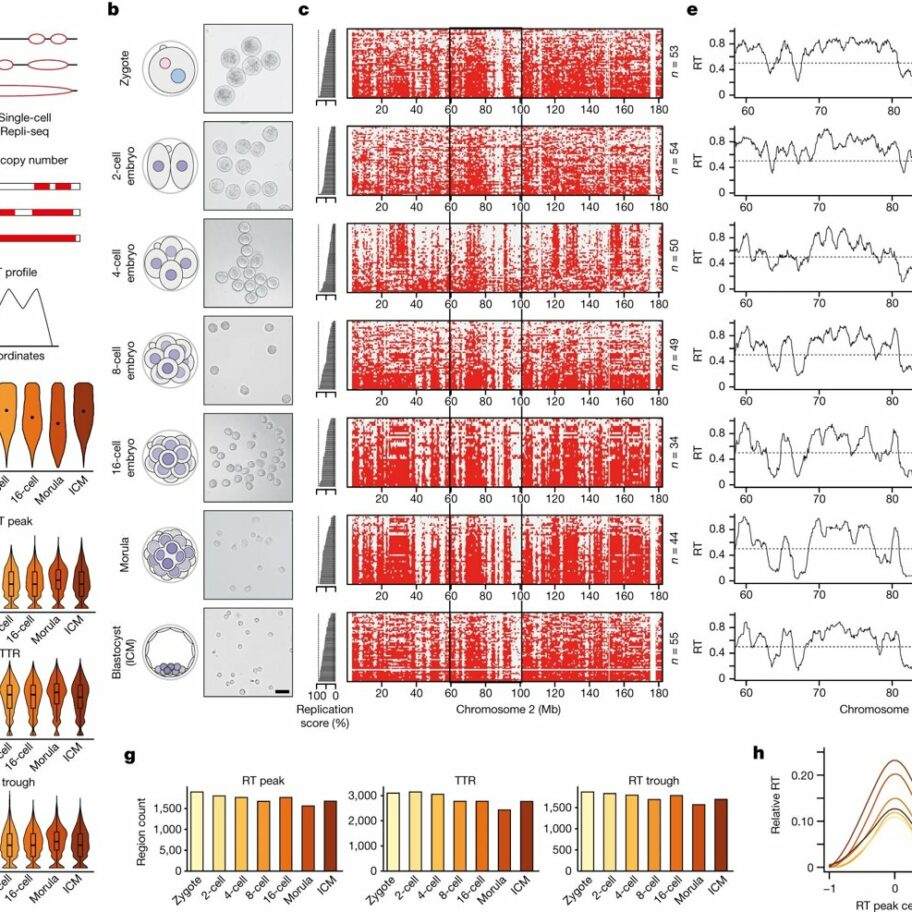 Team discovers relationship between DNA replication timing and how ...