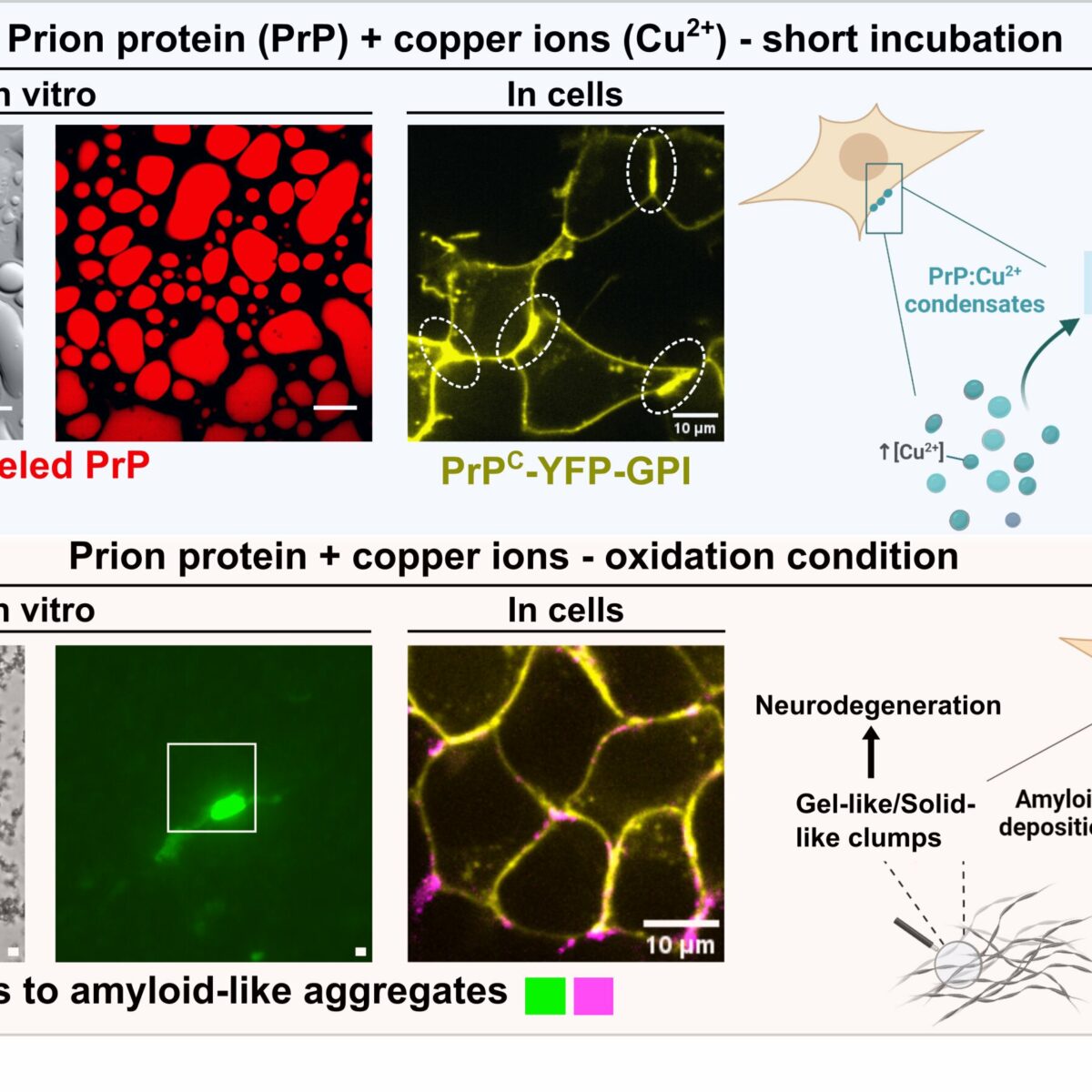When physics meets biology: Prion protein orchestrates liquid–liquid ...